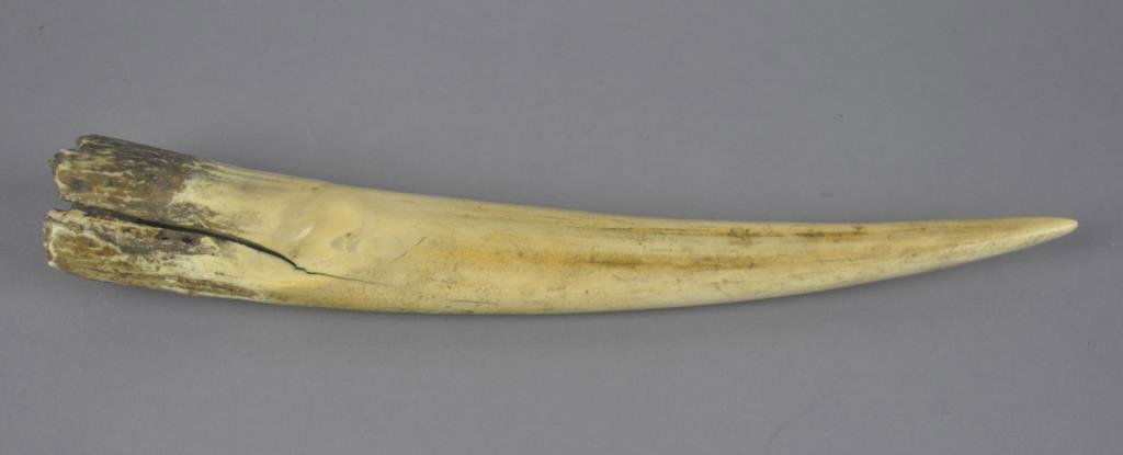 RAW IVORY WALRUS TUSK - May 16, 2013 | Leighton Galleries in NJ