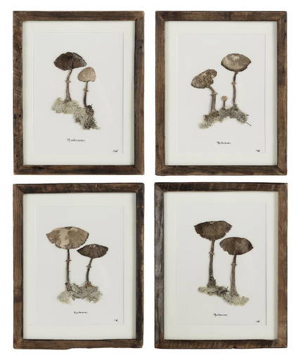 Group Of Four Botanical Pressings Of Mushrooms