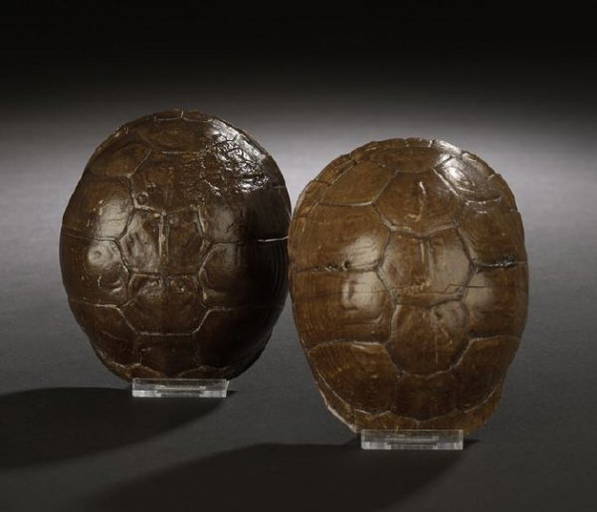 Two Small High Domed Specimen Tortoise Shells