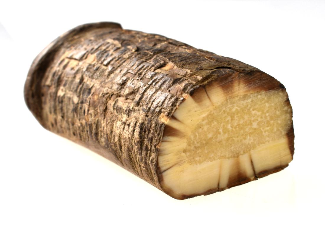 Prehistoric Fossilized Walrus Tusk