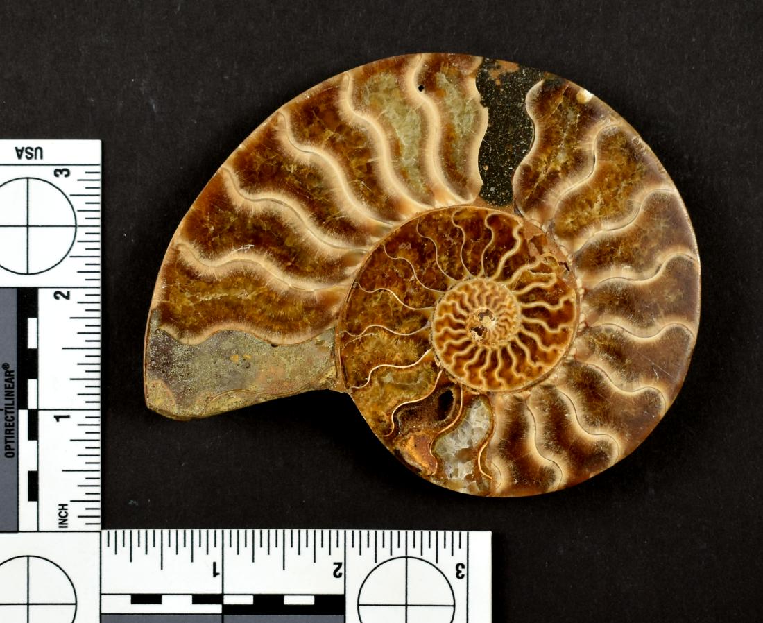 Opalized Ammonite Fossil - Apr 13, 2019 | The Artifact Company in KY