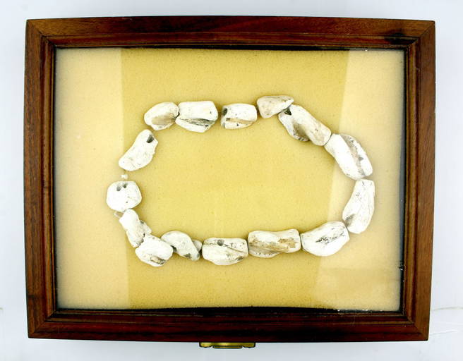 20" Spiro Shell Bead Necklace