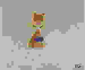 Spongebob Sandy Laughing Orig Animation Production Cel