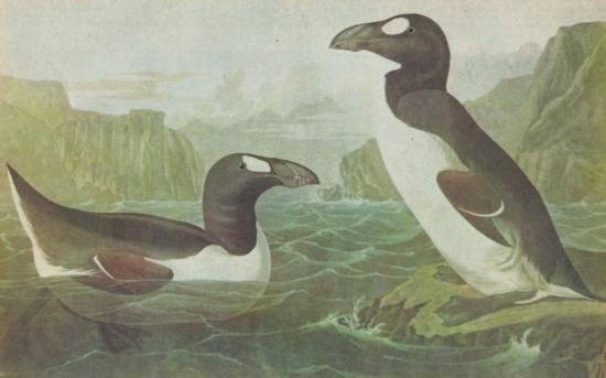 Greak Auk Matted Print John James Audubon Circa 1946