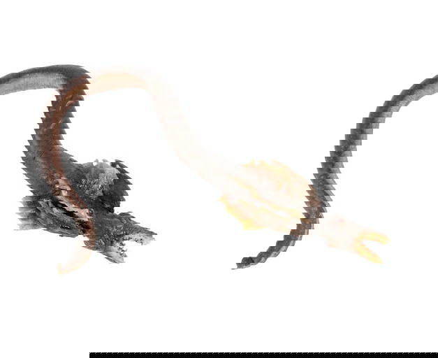 Stargate Sg 1 | Goa'uld Symbiote Creature Prop