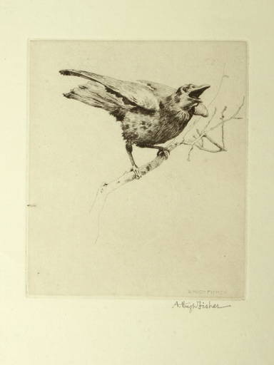 Alfred Hugh Fisher Study Of A Rook
