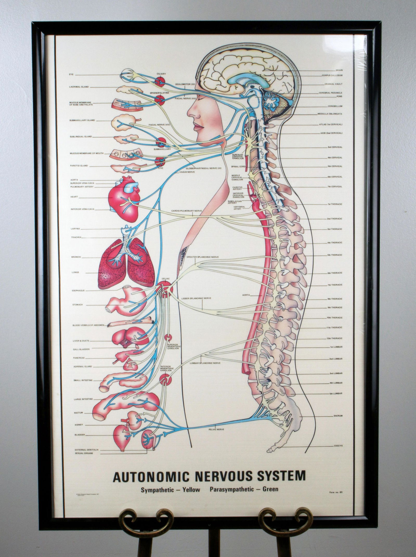 VINTAGE MEDICAL AUTONOMIC NERVOUS SYSTEM POSTER (#0251) on Dec 30, 2022 ...
