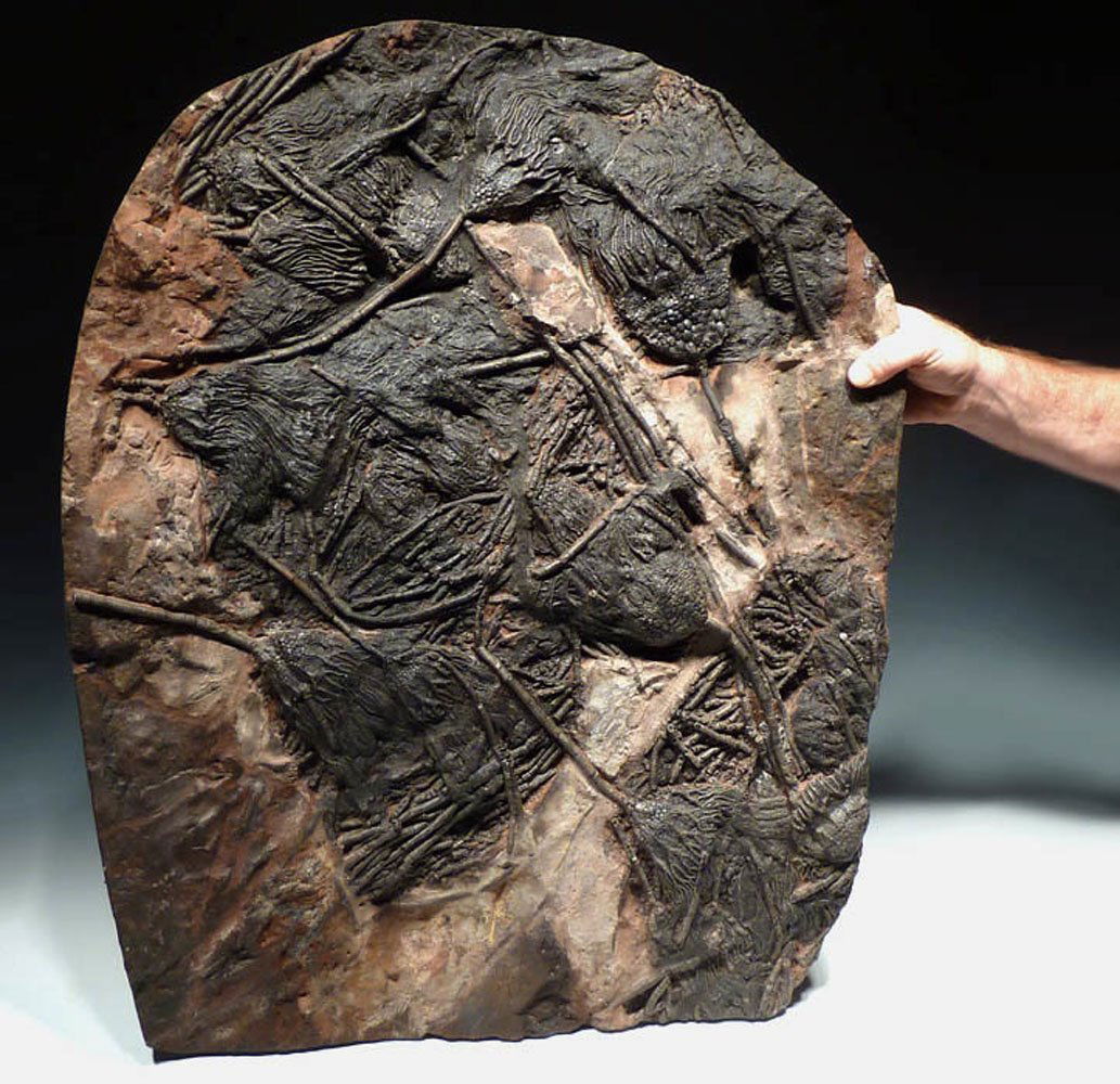 Impressive ocean floor fossil w/ prehistoric sea lilies