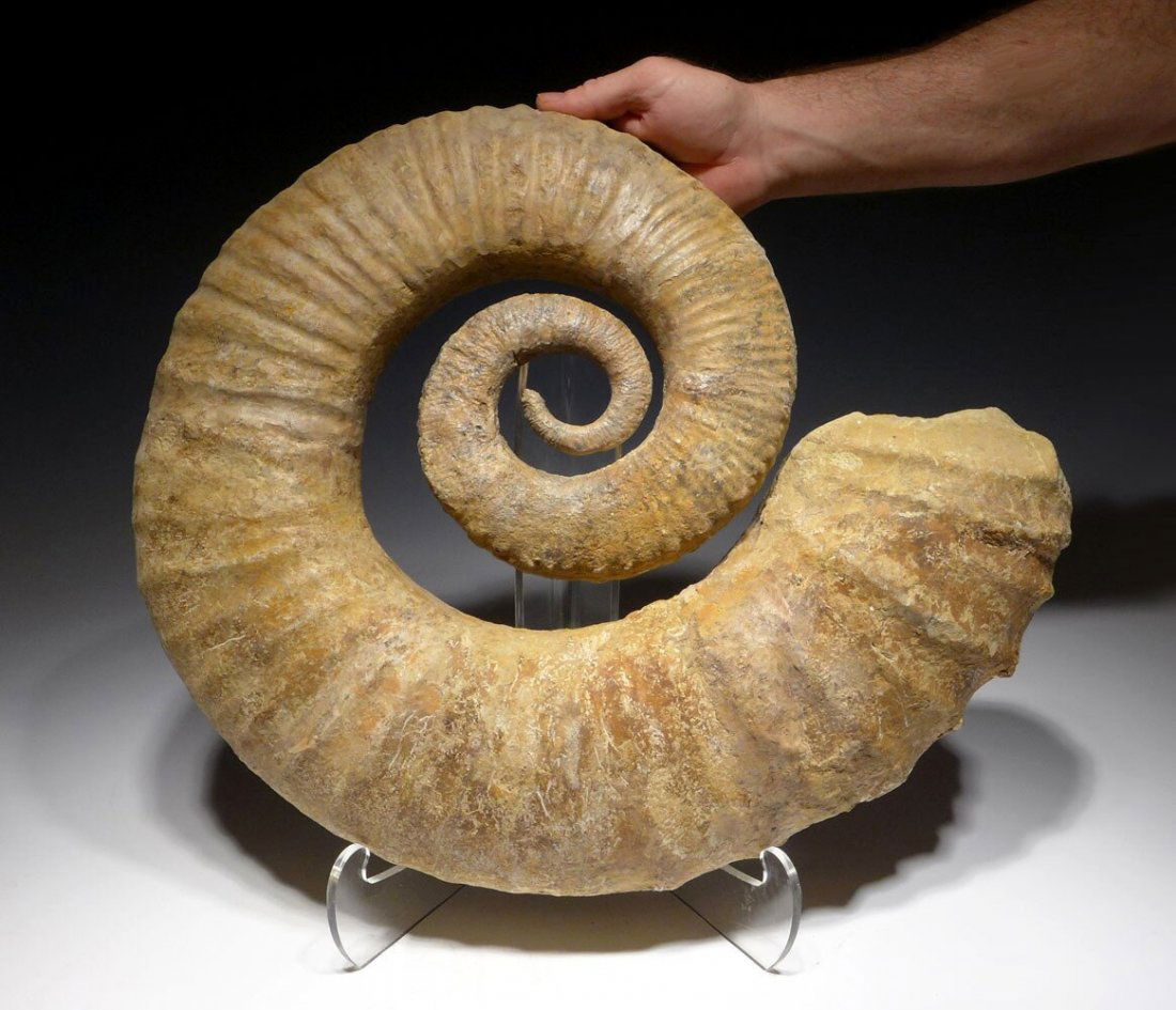 Buy Giant fossil open-coil Heteromorph ammonite | Ancient Resource ...
