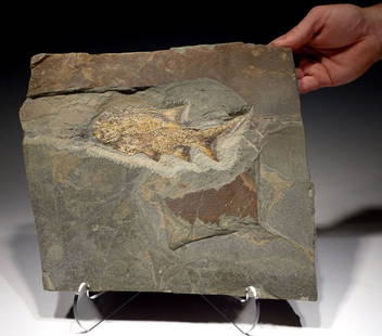 Fossil: Ophidienovum Sp
