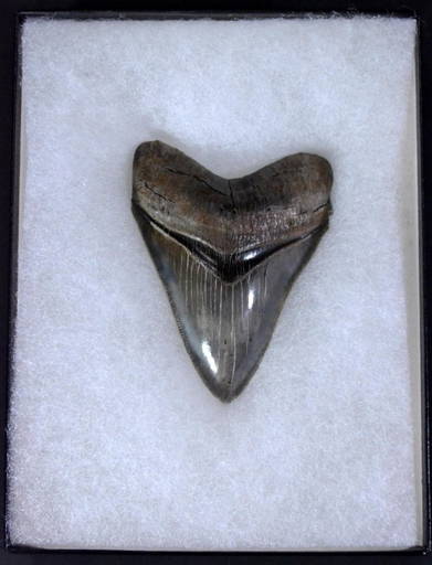 Megalodon Shark Tooth Specimen Piece And Preserve