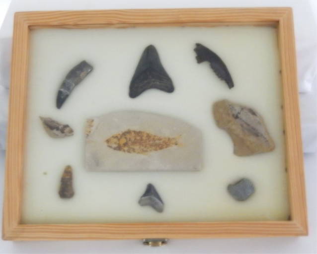 Petrified Megalodon Teeth, Fish Fossils & More