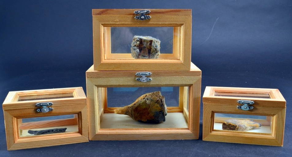 4 Fossilized Bones In Wooden Display Boxes