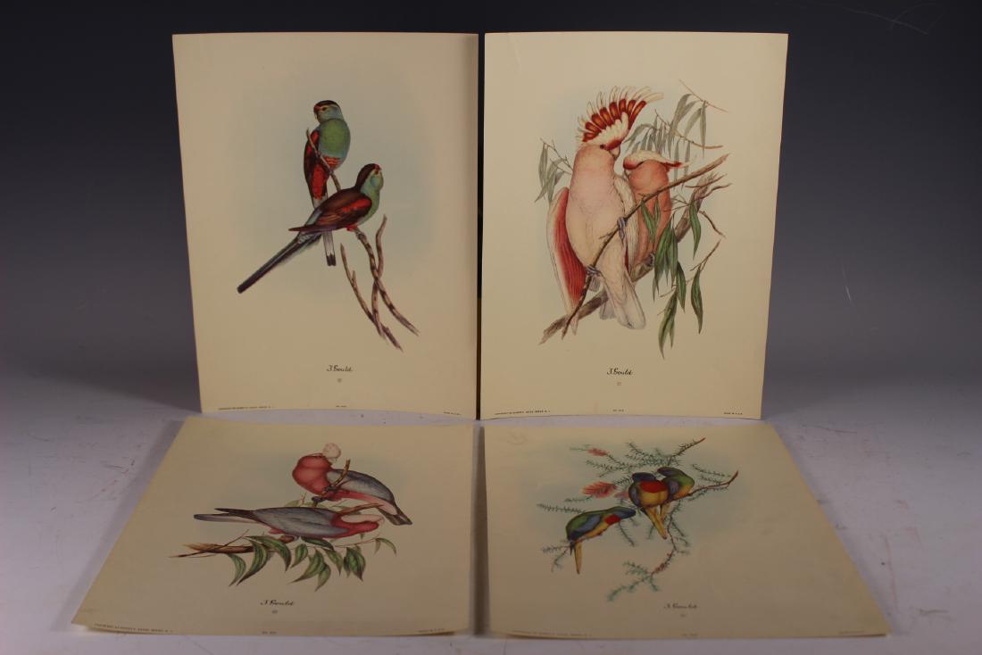 Four J. Gould Bird Colored Prints