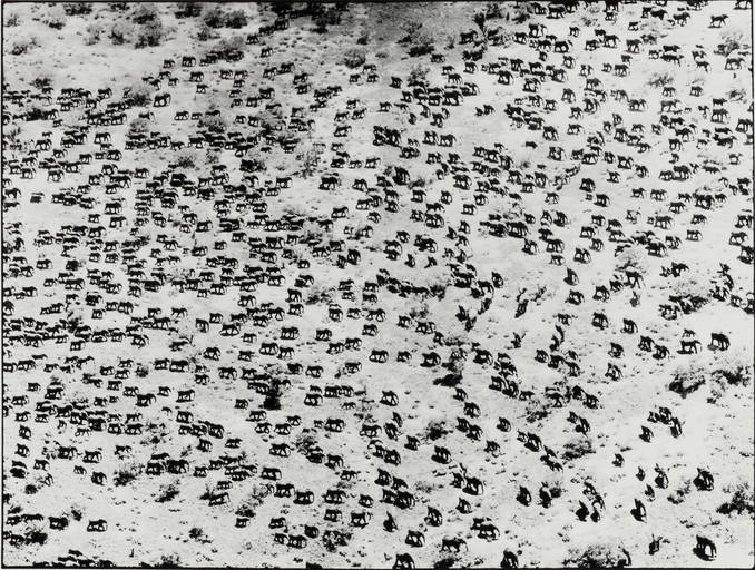 Peter Beard (1938 2020); 965 Elephants, 'starvo';