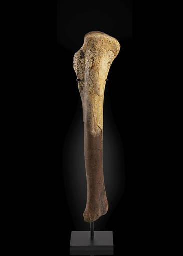 Tibia De Raptor Raptor Leg Bone