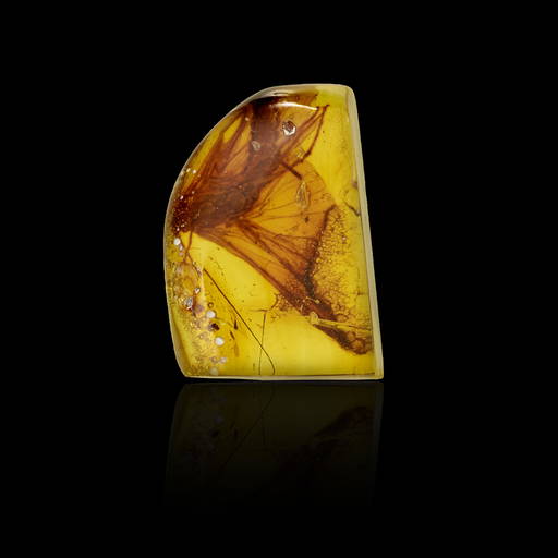 Amber With Rare Butterfly Inclusion