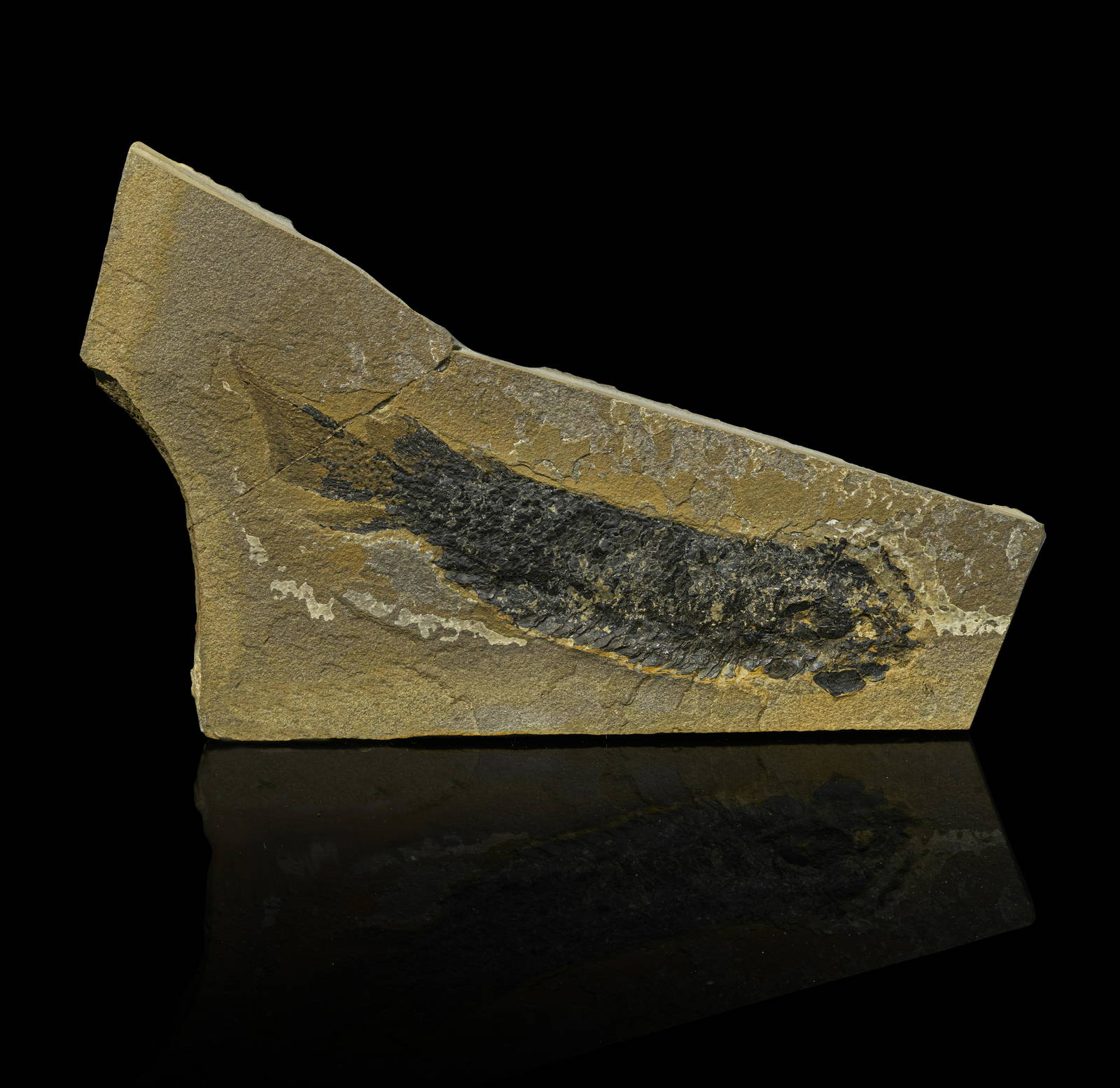 Famous Dipterus Devonian Lungfish Fossil Auction