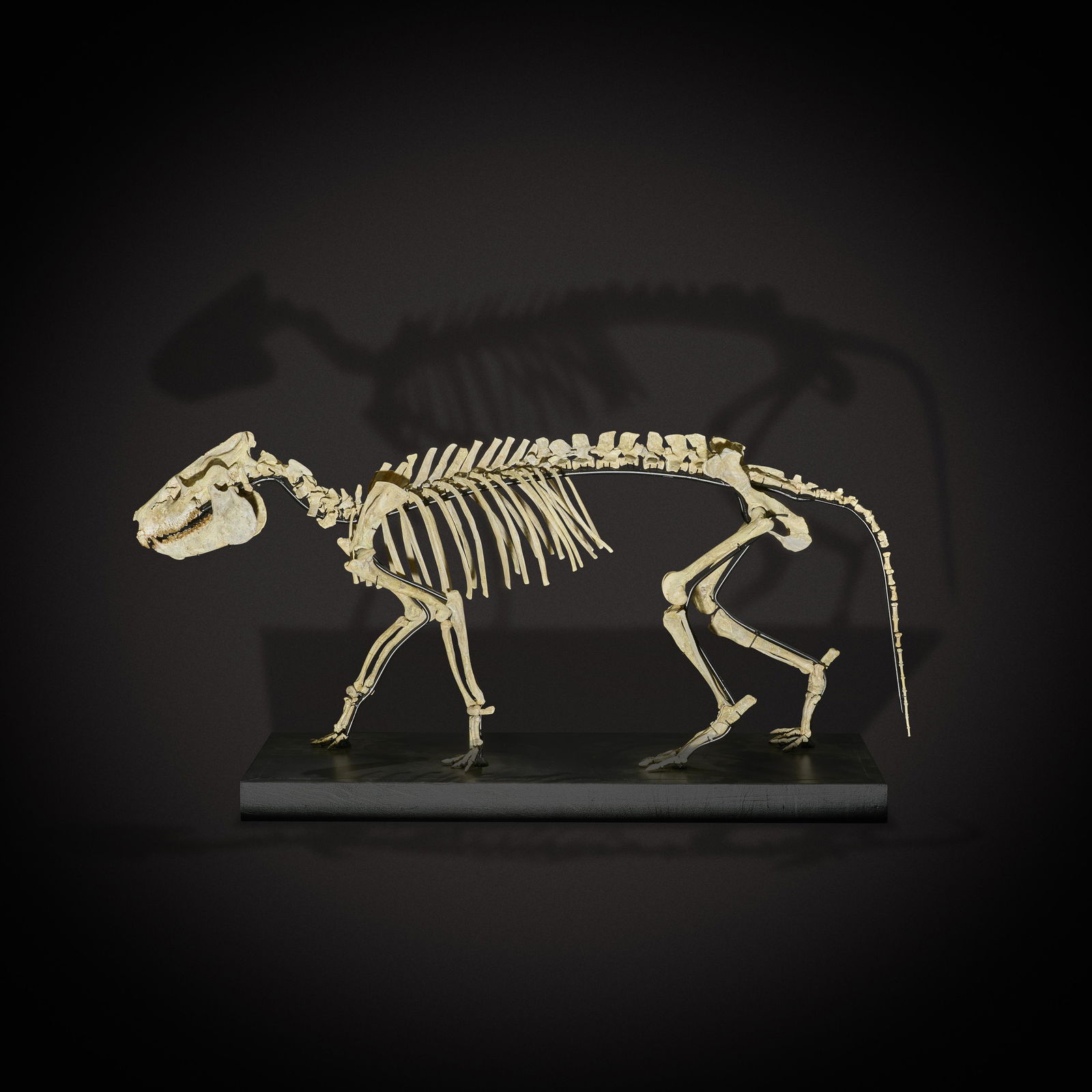 Extremely Rare Mounted Oreodont Skeleton Auction
