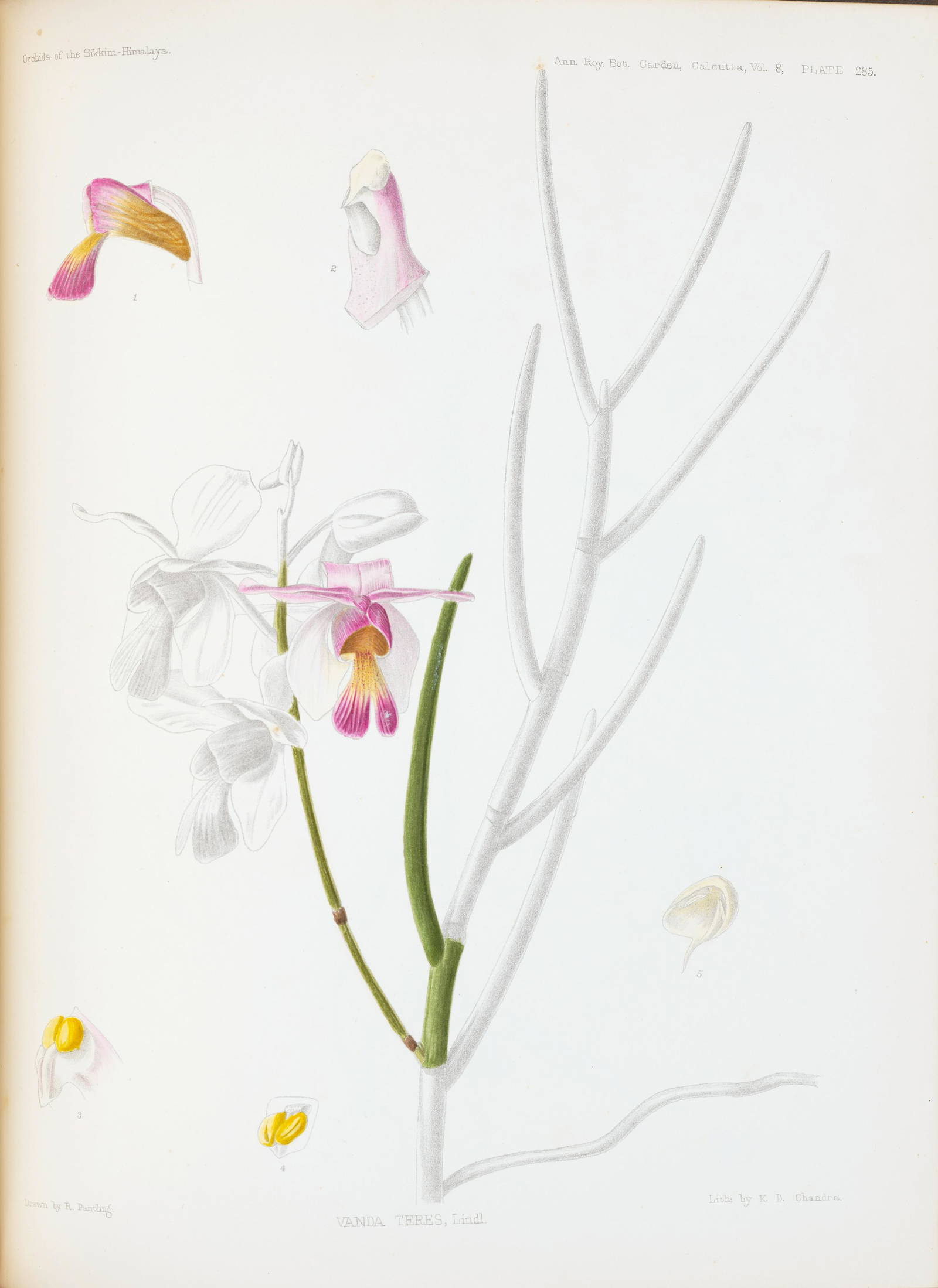 King, George. 1840-1909; And Robert Pantling. 1856-1910. The Orchids Of ...