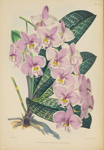 Warner, Robert. 1814 1896; And Benjamin Samuel Williams. 1824 1890 ...