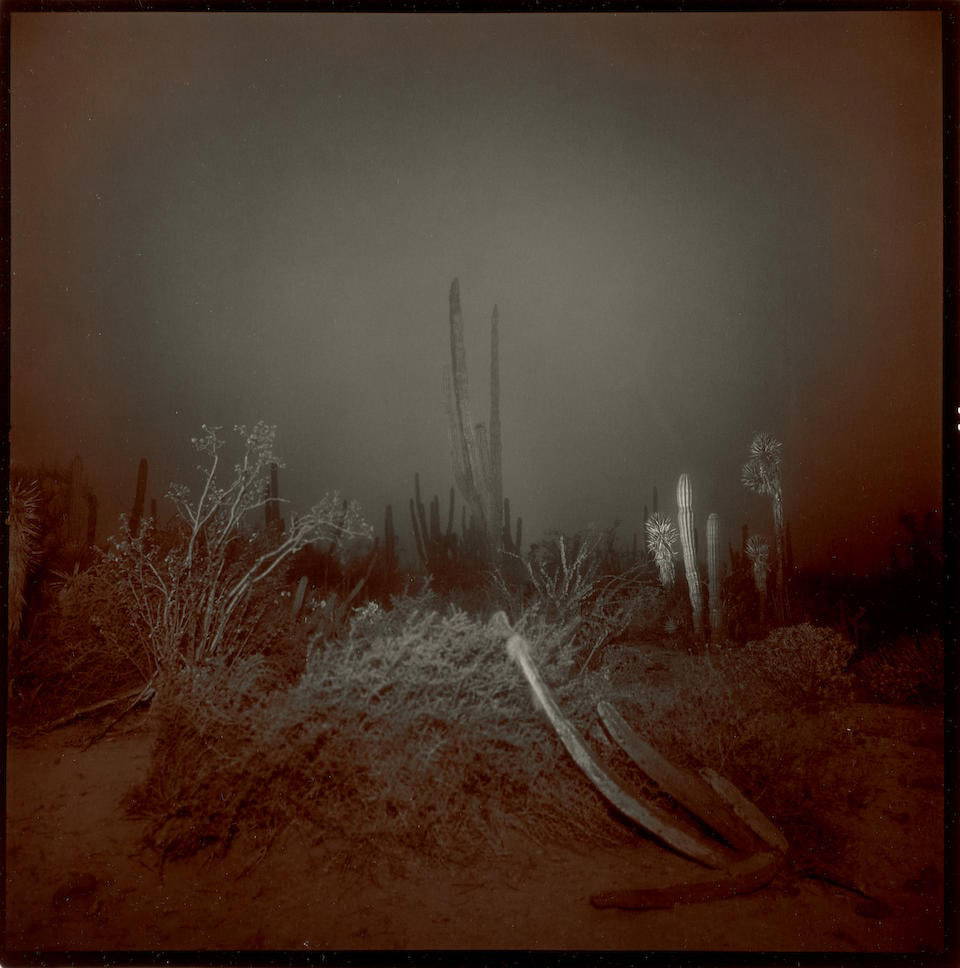 Richard Misrach (born 1949); Cardon #2 (cardon Cactus); Auction