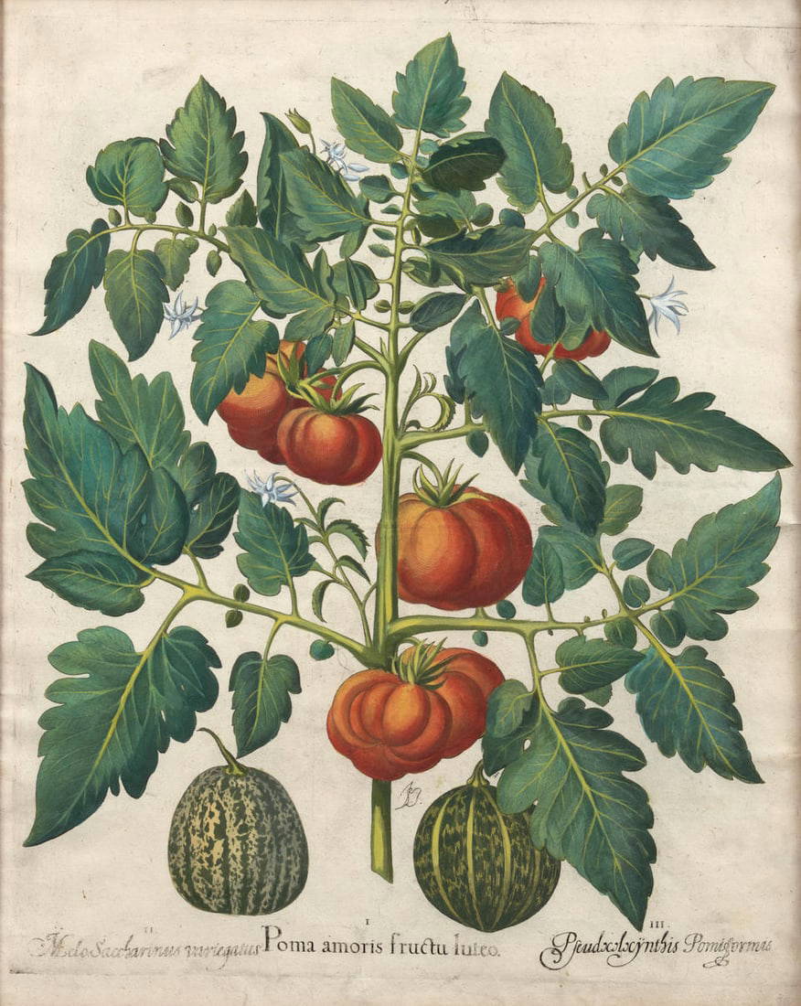 After Basilius Besler (german, 1561-1629) Poma Amoris Fructu Luteo ...