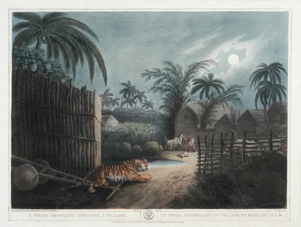 Williamson, Thomas. A Tiger Prowling Through A Village / Un Tigre ...