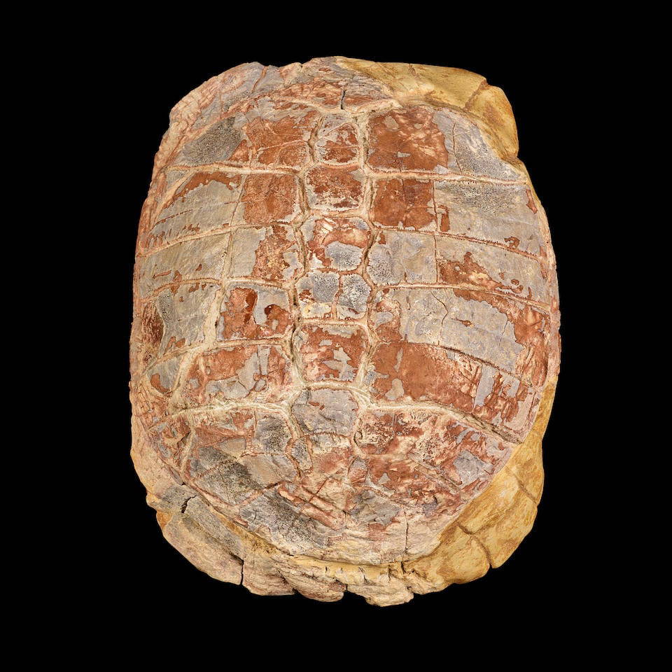 Fossil Turtle Auction