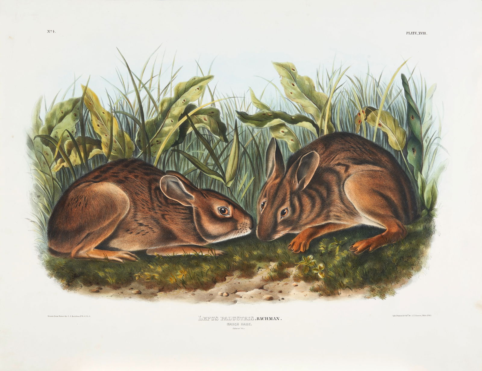 Audubon, John James. 1785-1851. Lepus Palustris, Bachman (marsh Hare ...