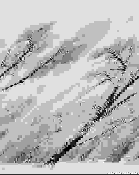 Ansel Adams (1902-1984); Oak Tree, Snowstorm, Yosemite National Park ...