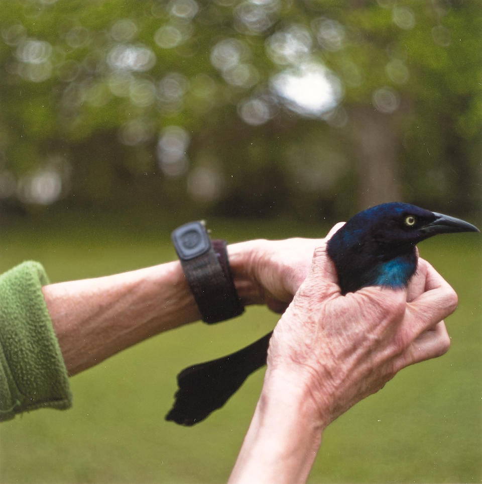 Susan Paulsen (born 1957); 'wilmot'; Auction