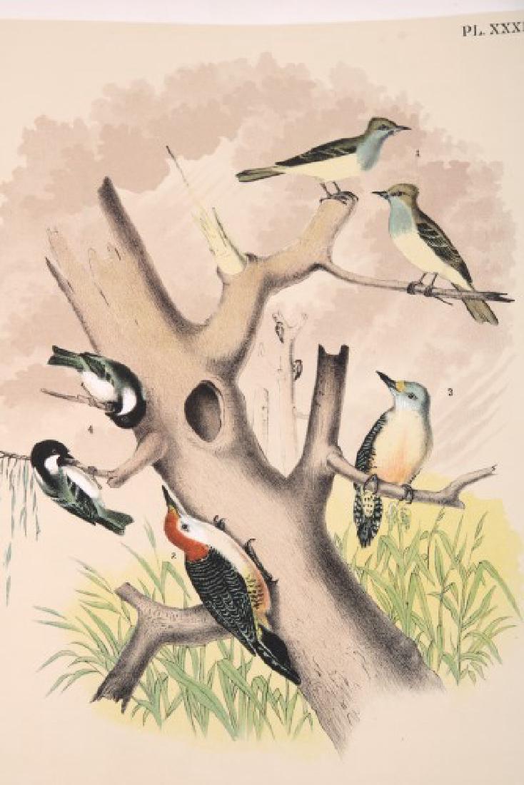 Jacob Studer - Birds Of North America Book