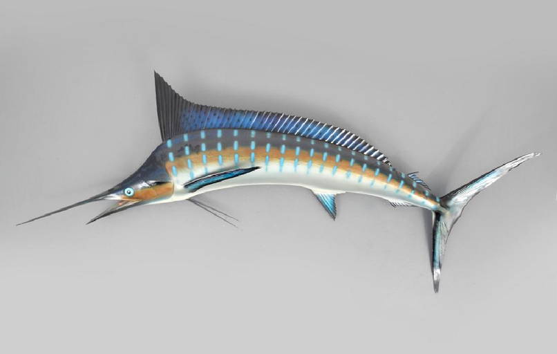 Pacific Striped Marlin Fish Full Mount, Trophy Fish