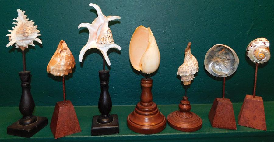 7 Polished Sea Shells on Turned Wooden Stands - Feb 21, 2022 | Langston ...