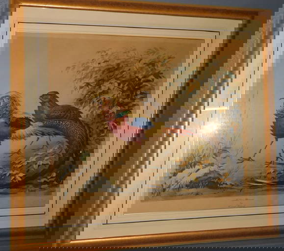 Framed Print Golden Pheasant Conrad Roland