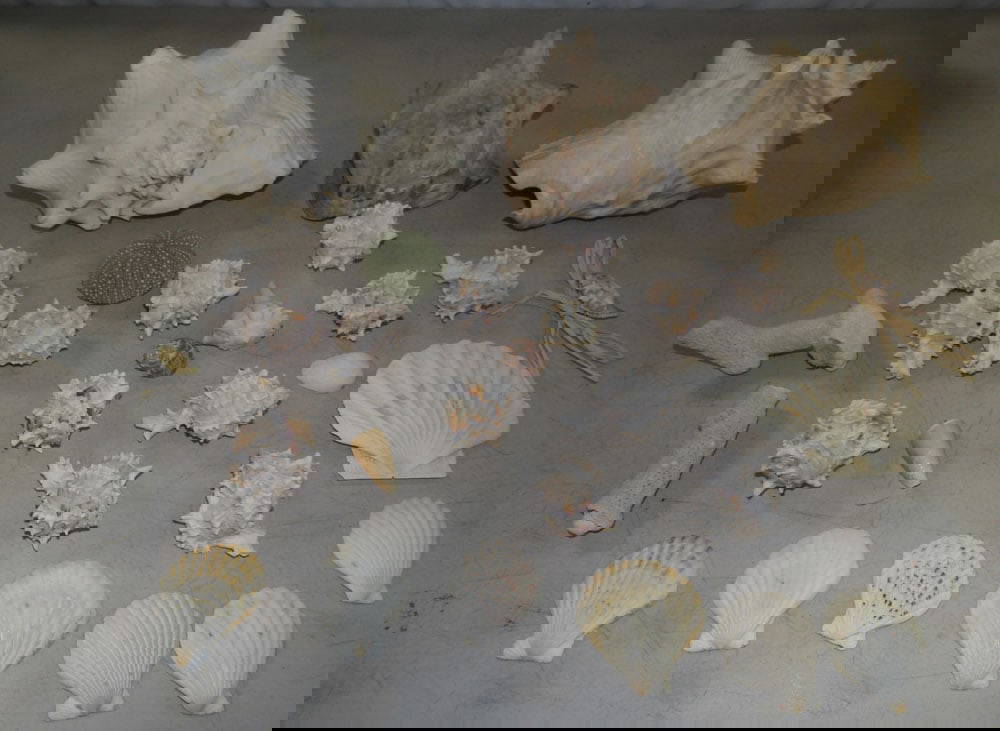 Lot Of Seashells Auction