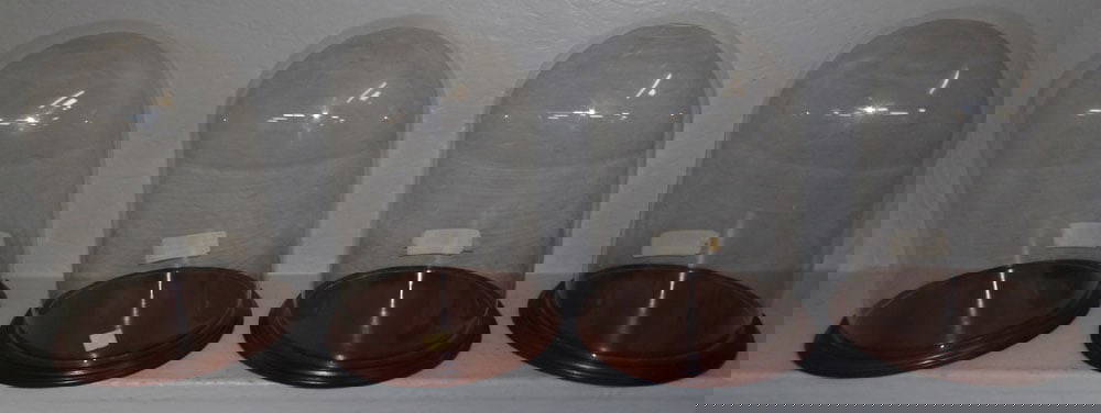 Four Glass Domes On Cherry Stands Auction
