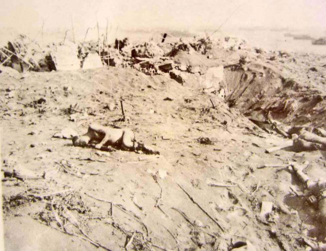 WW2 GRUESOME PHOTO OF DEAD JAPANESE SOLDIERS : Lot 79