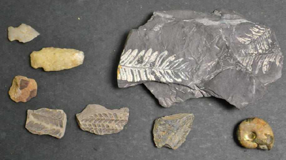 Grouping Of Fossils And Points