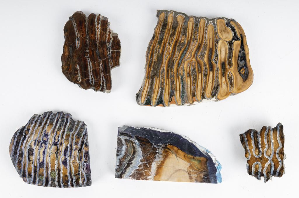 Fossil Wooly Mammoth Teeth (295 g) - Mar 17, 2023 | Keystone Auction ...