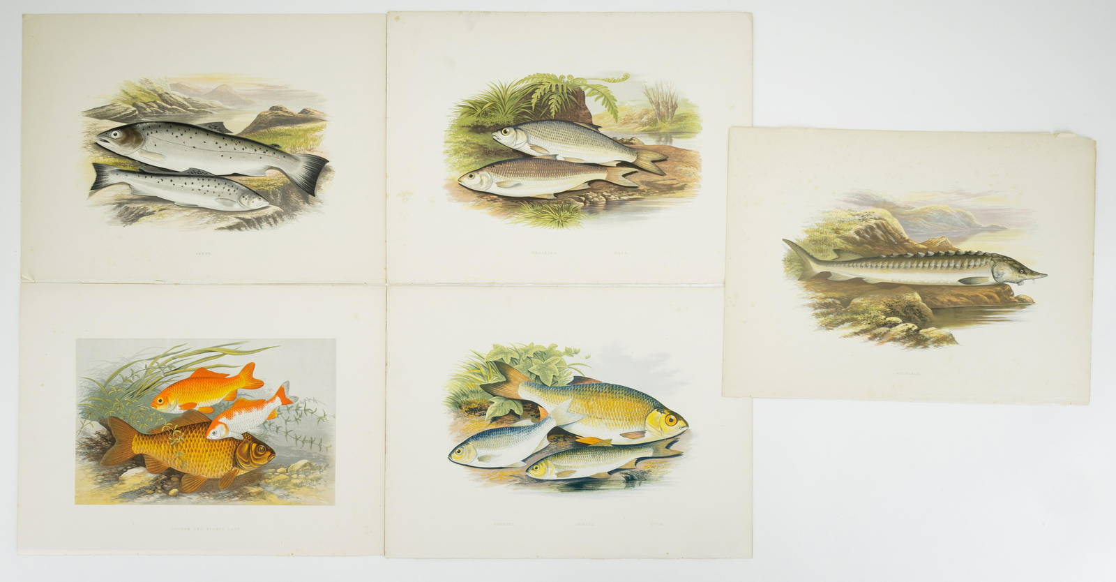 Vintage Fish Lithographs Auction