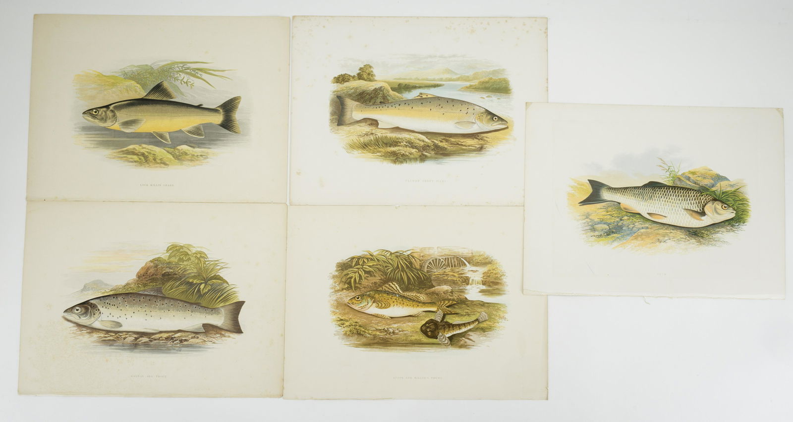 Vintage Fish Lithographs Auction