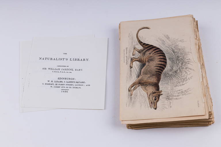 Antique 1836 Animal Lithographs (55)
