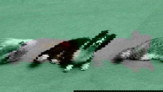 Annie Willis Artisan Animals Dollhouse Miniatures