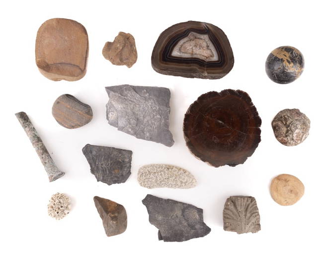 Fossils, Agate, Coral & More Collectible Rocks