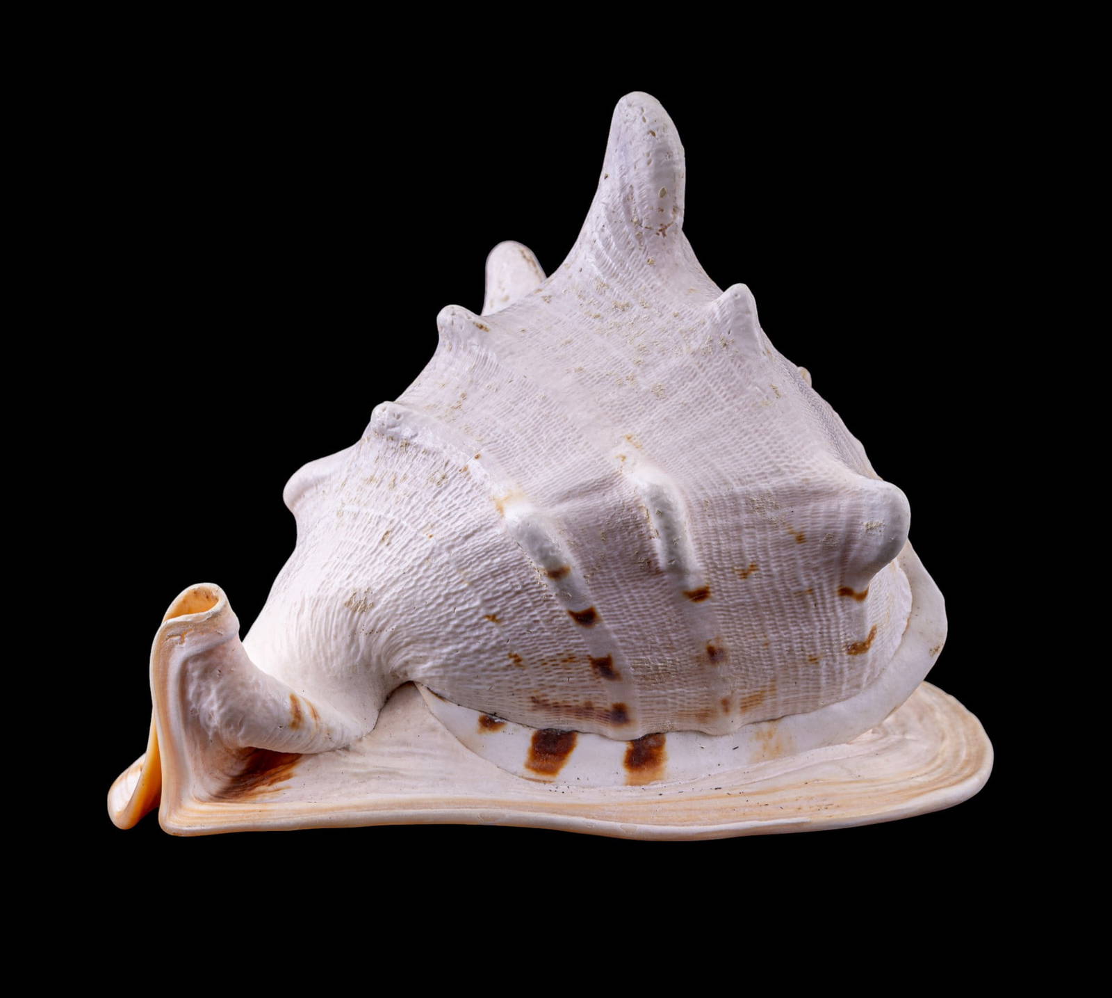 Large Horned Helmet / Conch Shell Auction