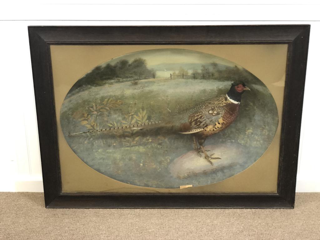 Ring Neck Pheasant Taxidermy Mount - Aug 14, 2020 | Blanchards Auction ... Ring Neck Pheasant Taxidermy Mount - Aug 14, 2020 | Blanchards Auction ...