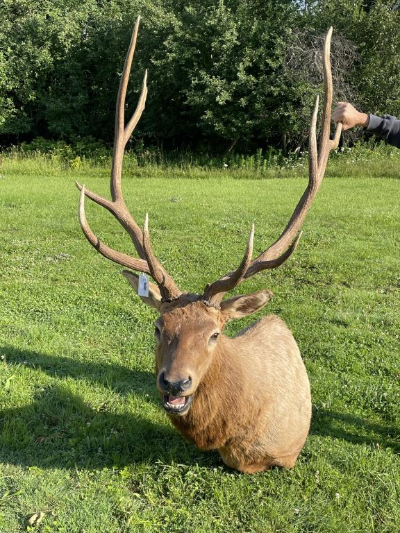 Bugling Bull Elk Taxidermy Mount - 5 x 6 Rack - Aug 13, 2021 ...