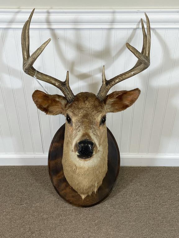 8 Point Whitetail Deer Head 18" Spread